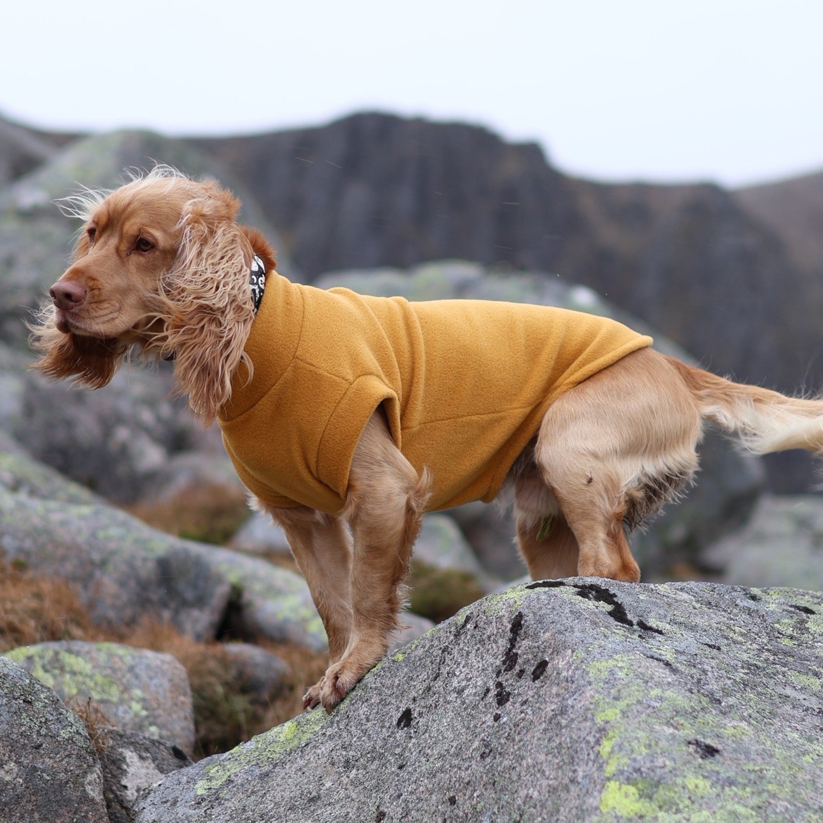 Fleece Dog Tankie – Pawsome Suits